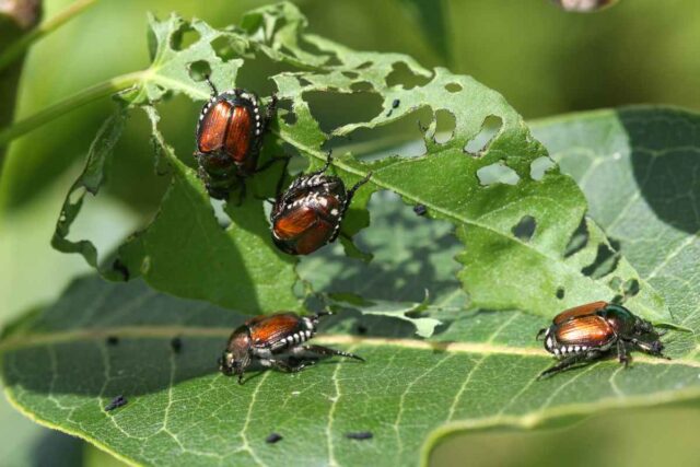 10 Worst Grape Vine Pests: How to Identify and Treat Them - Minneopa ...