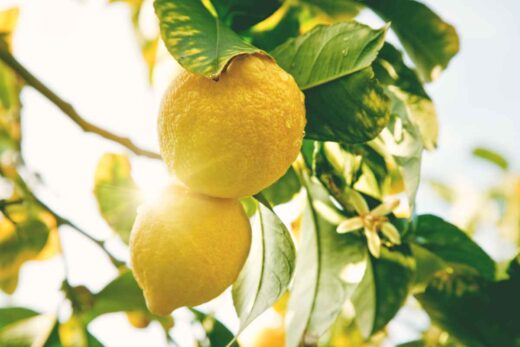 What to Know About Grafting a Lemon Tree - Minneopa Orchards