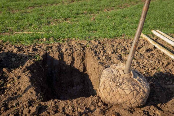 The Best Lemon Tree Soil: 10 Important Factors to Consider - Minneopa ...
