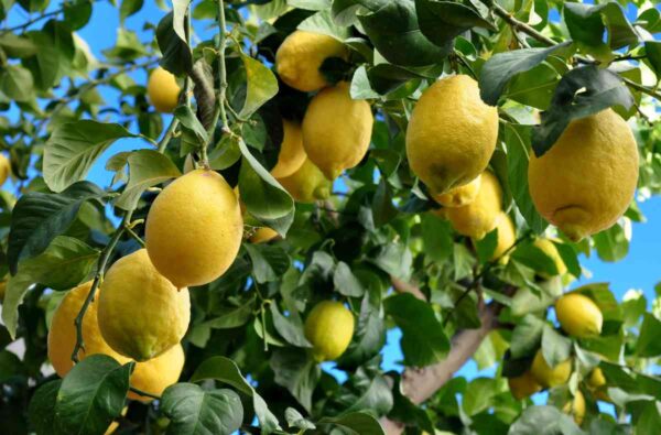 How to Grow Lemon Trees: Essential Tips for Thriving Citrus Plants ...