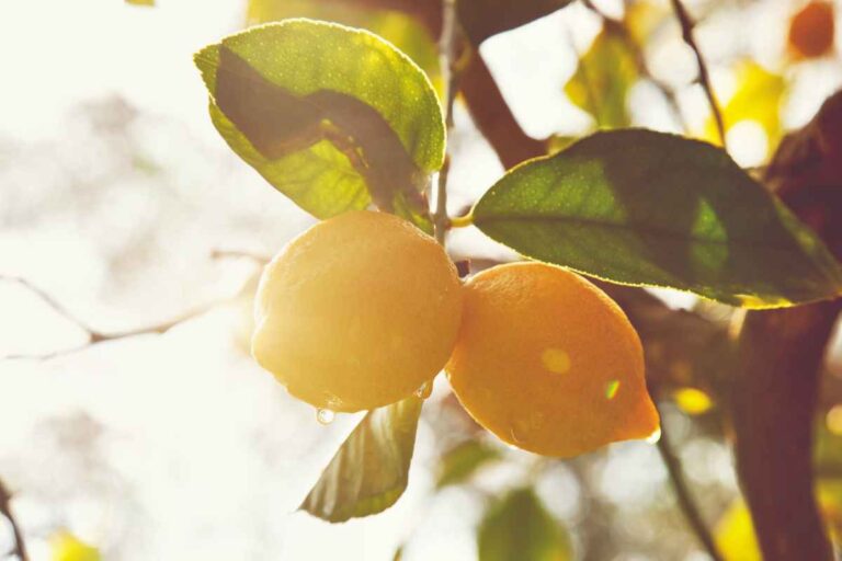 The Best Lemon Tree Soil: 10 Important Factors to Consider - Minneopa ...