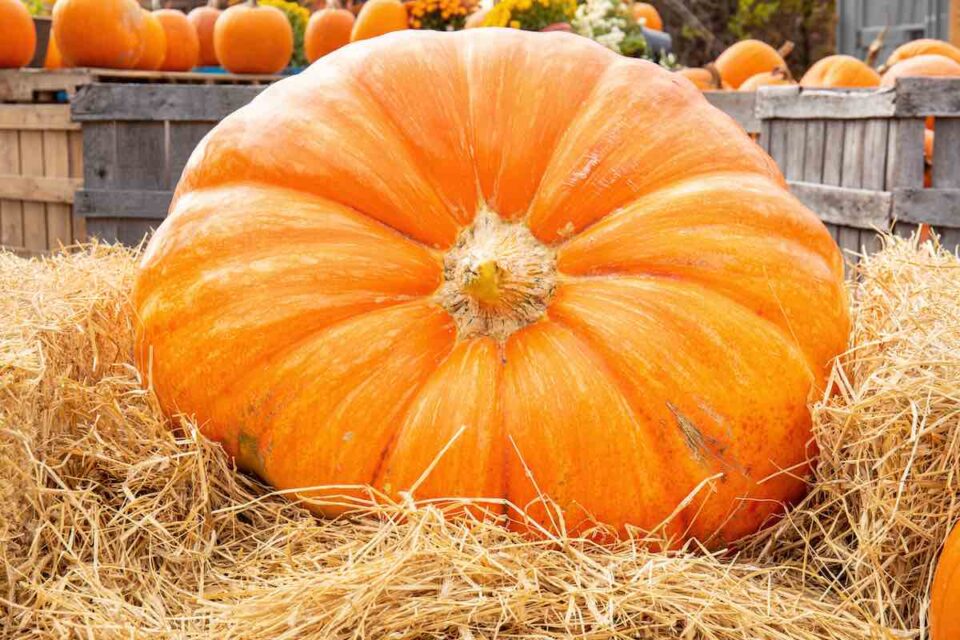 All About The Mammoth Gold Pumpkin - Minneopa Orchards