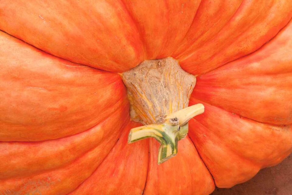 All About The Mammoth Gold Pumpkin - Minneopa Orchards