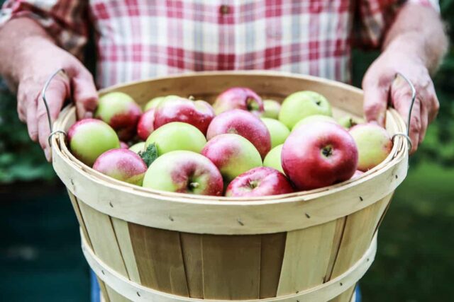 The Perfect Apple Picking Outfit - Minneopa Orchards