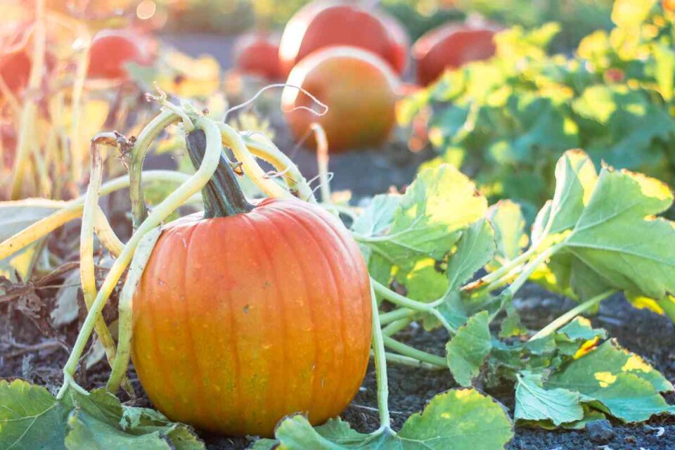 How to Plant Pumpkin Seeds: The Best Method for Backyard Growers ...