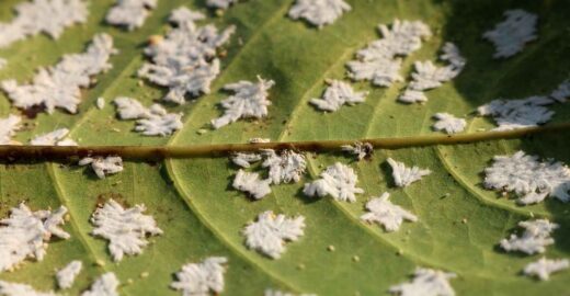 10 Worst Grape Vine Pests: How to Identify and Treat Them - Minneopa ...