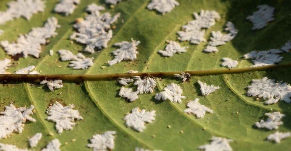 10 Worst Grape Vine Pests: How to Identify and Treat Them - Minneopa ...