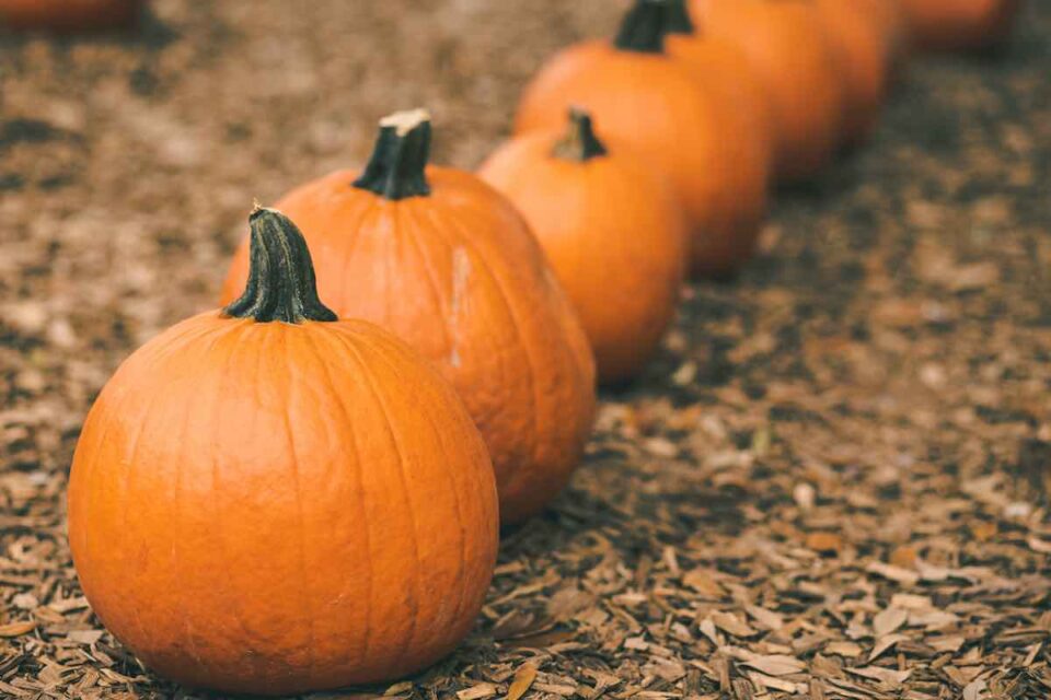 The Mustang Pumpkin: Everything You Need to Know - Minneopa Orchards