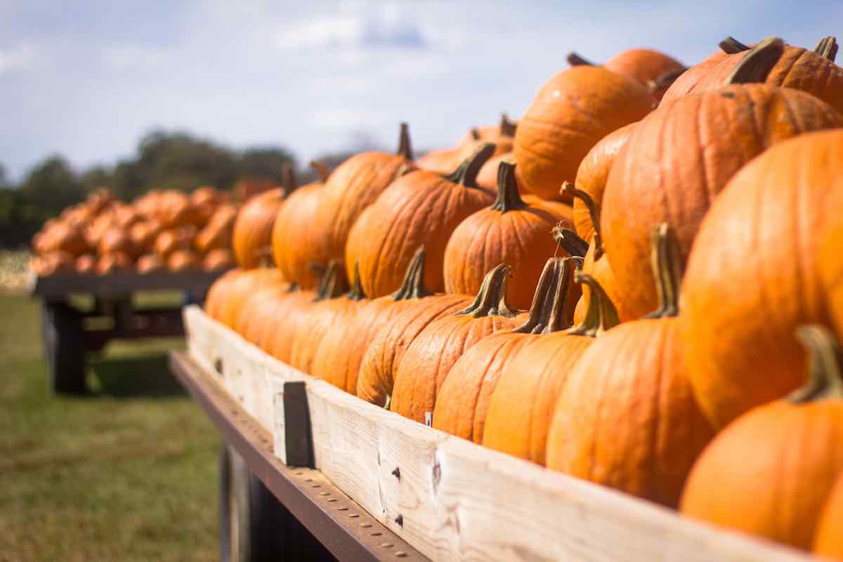 The Mustang Pumpkin: Everything You Need to Know - Minneopa Orchards