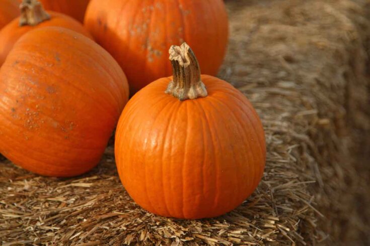 The Mustang Pumpkin: Everything You Need to Know - Minneopa Orchards