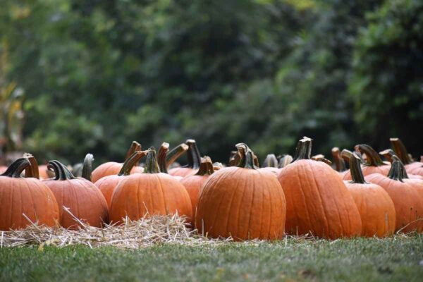 The Mustang Pumpkin: Everything You Need to Know - Minneopa Orchards