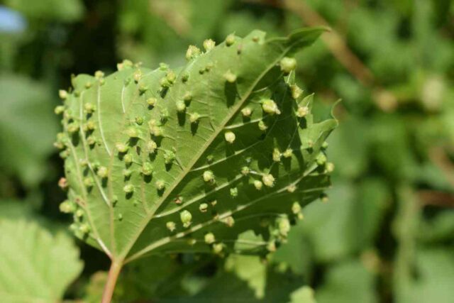 10 Worst Grape Vine Pests: How to Identify and Treat Them - Minneopa ...