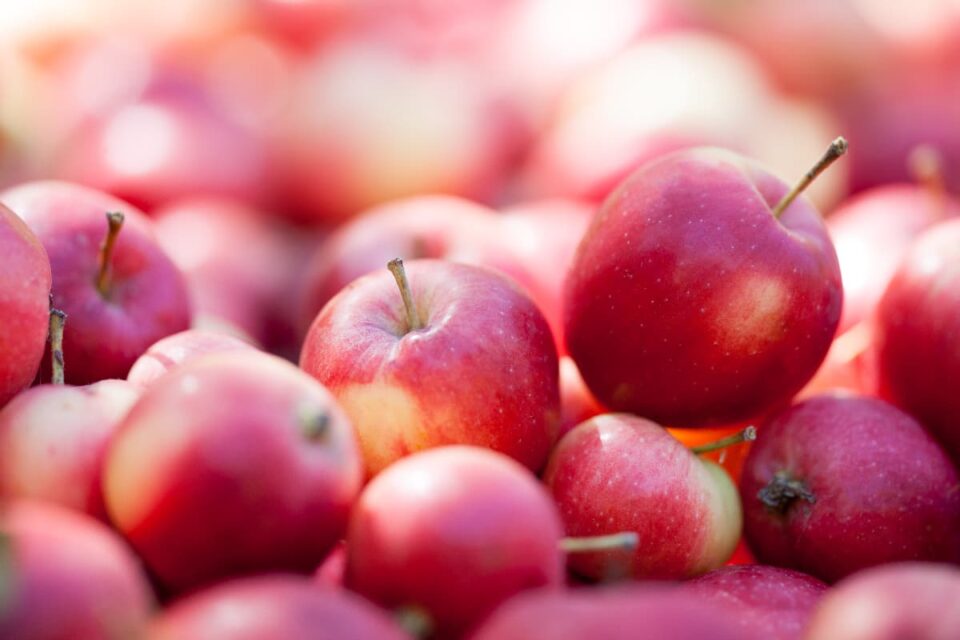 Apple Varieties: 94 Different Types of Apples - Minneopa Orchards