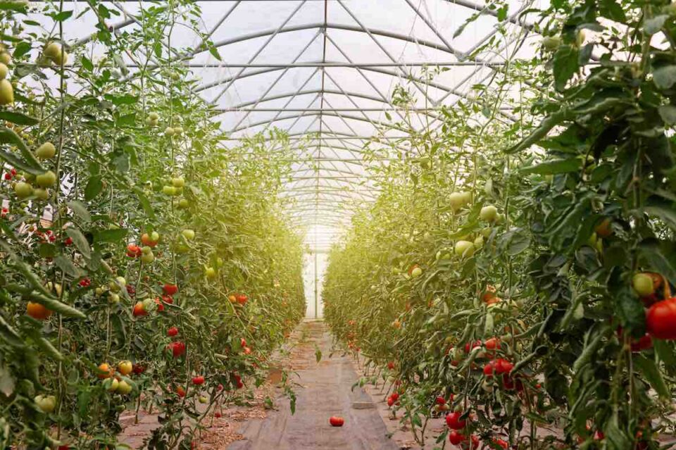 All About The Prodigious Old German Tomato - Minneopa Orchards