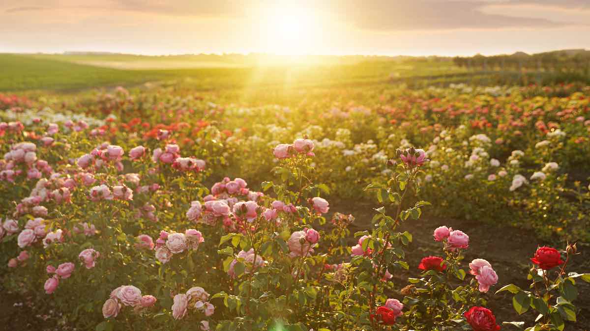 Planting a Rosebush in 7 Simple Steps - Minneopa Orchards