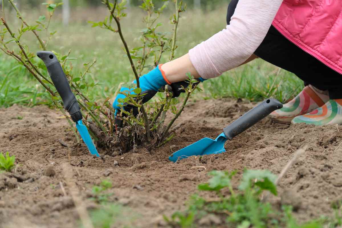 Planting a Rosebush in 7 Simple Steps - Minneopa Orchards