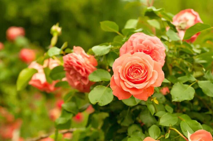 Planting a Rosebush in 7 Simple Steps - Minneopa Orchards