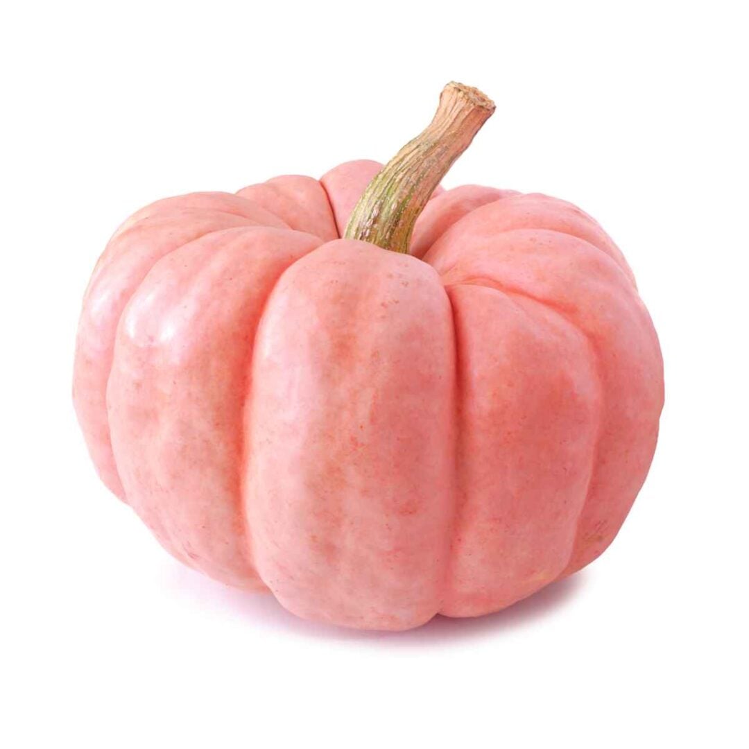 The Porcelain Doll Pumpkin: Everything You Need to Know - Minneopa Orchards