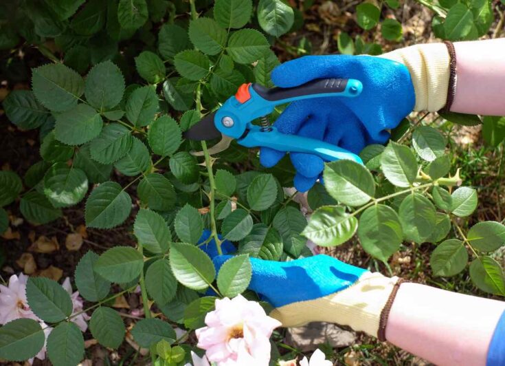 The 6 Best Hand Pruners for 2024 - Minneopa Orchards