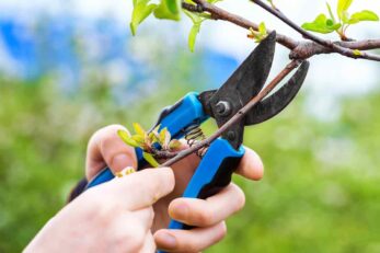 The 6 Best Hand Pruners for 2024 - Minneopa Orchards