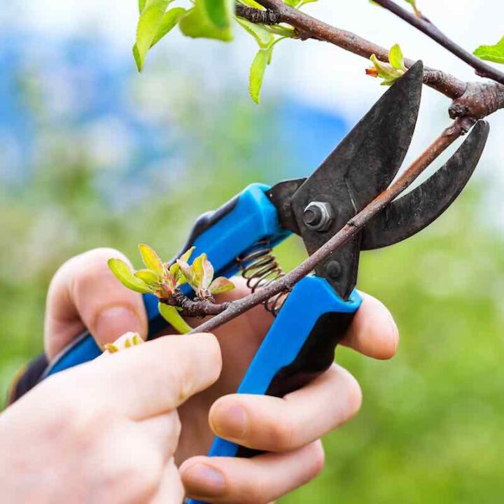Tools Pruning - Minneopa Orchards