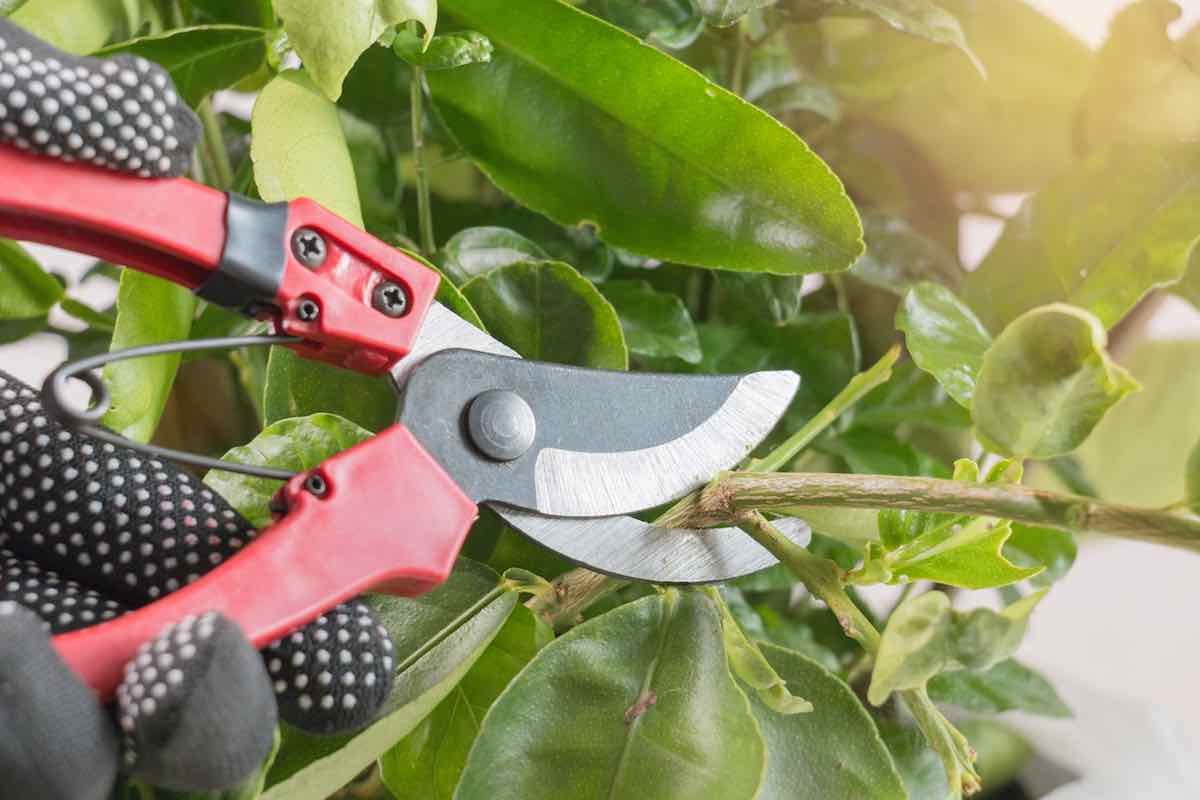 The 10 Best Pruning Shears for Home Gardeners - Minneopa Orchards