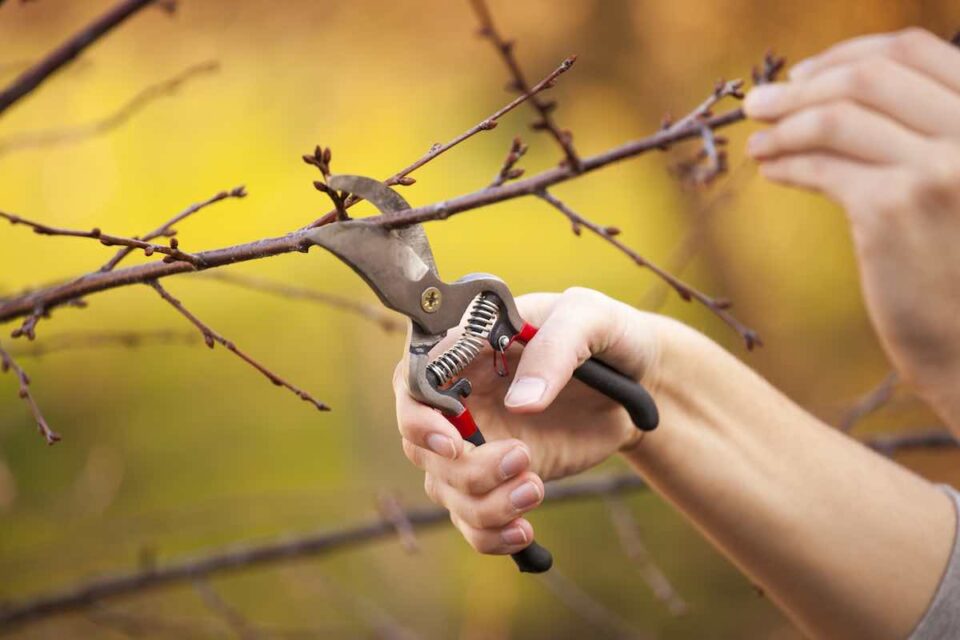 The Complete Guide to Pruning - Minneopa Orchards