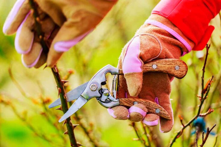 The Complete Guide to Pruning - Minneopa Orchards