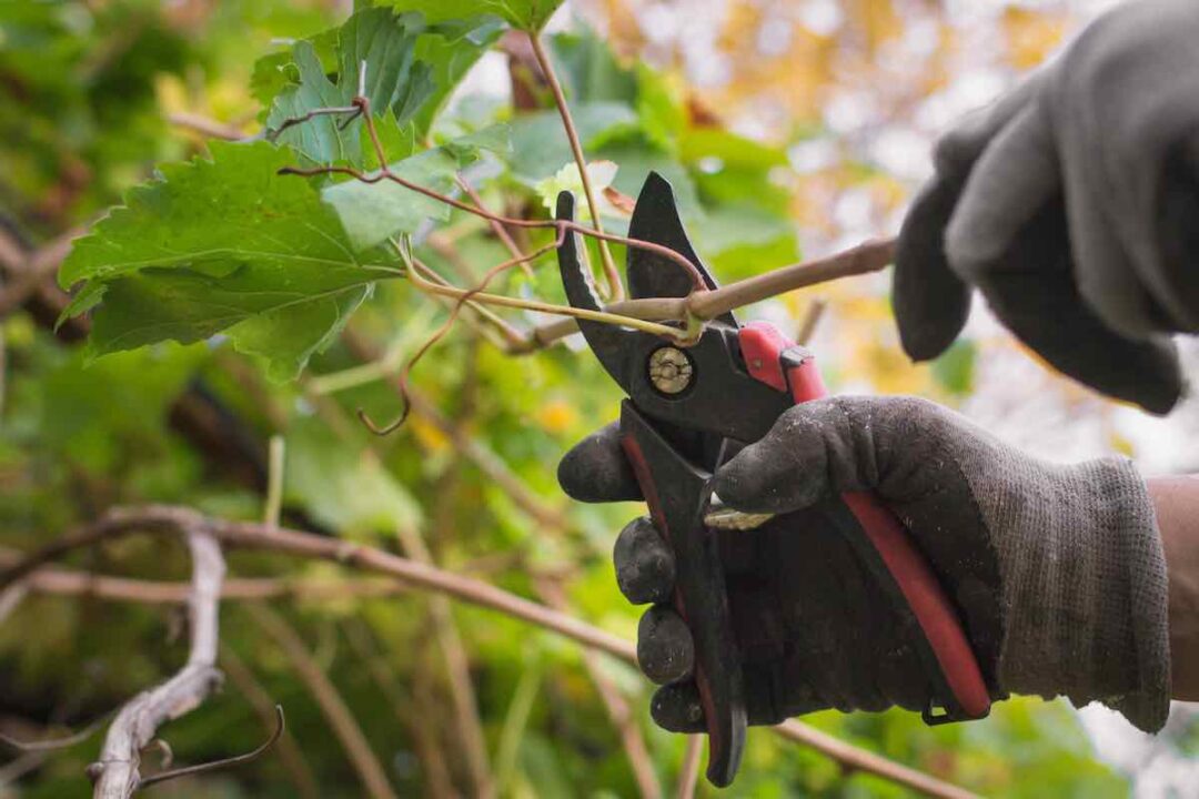 The Complete Guide to Pruning - Minneopa Orchards
