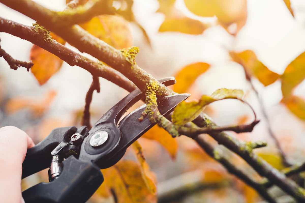 The Complete Guide to Pruning - Minneopa Orchards