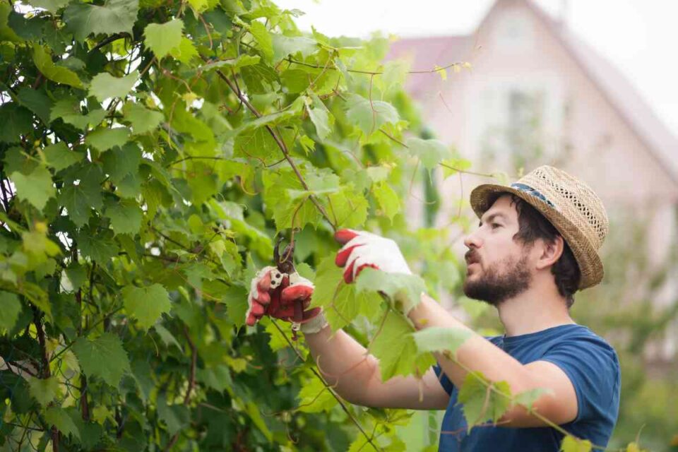 The Complete Guide to Growing Grapes for Wine - Minneopa Orchards
