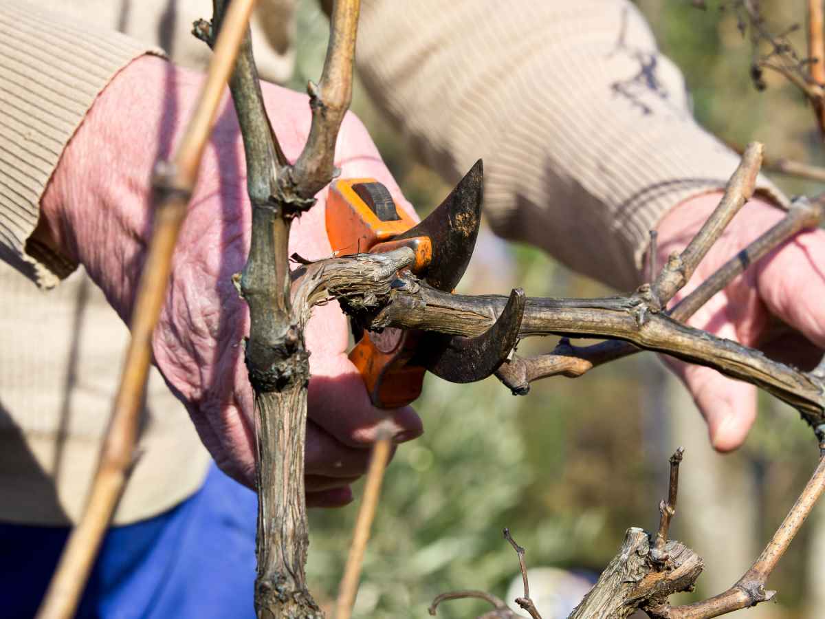 Grape Vine Care: Everything You Need to Know - Minneopa Orchards