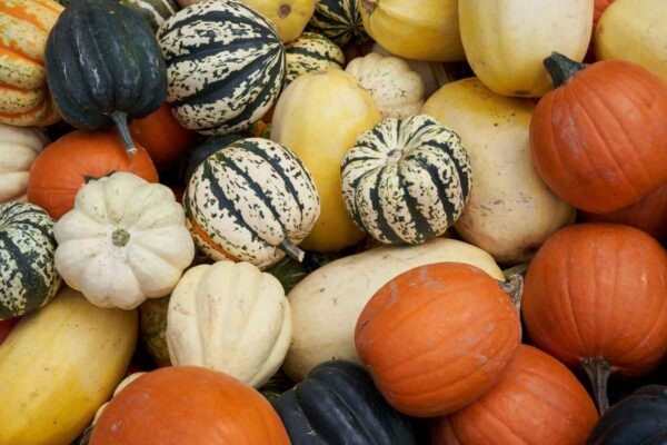 The Complete Guide to Caring for Pumpkins - Minneopa Orchards
