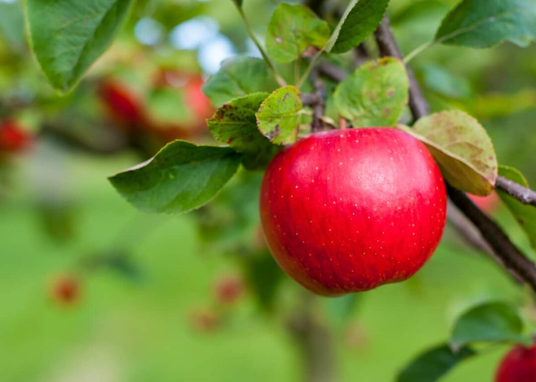Apple Varieties: 94 Different Types of Apples - Minneopa Orchards