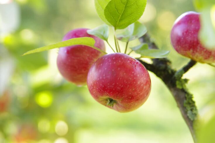 Apple Varieties: 94 Different Types of Apples - Minneopa Orchards