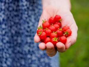 Tomato Varieties: Your Complete Guide to 76 Incredible Varieties of ...