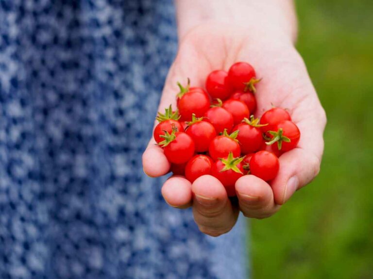 Tomato Varieties: Your Complete Guide to 76 Incredible Varieties of ...