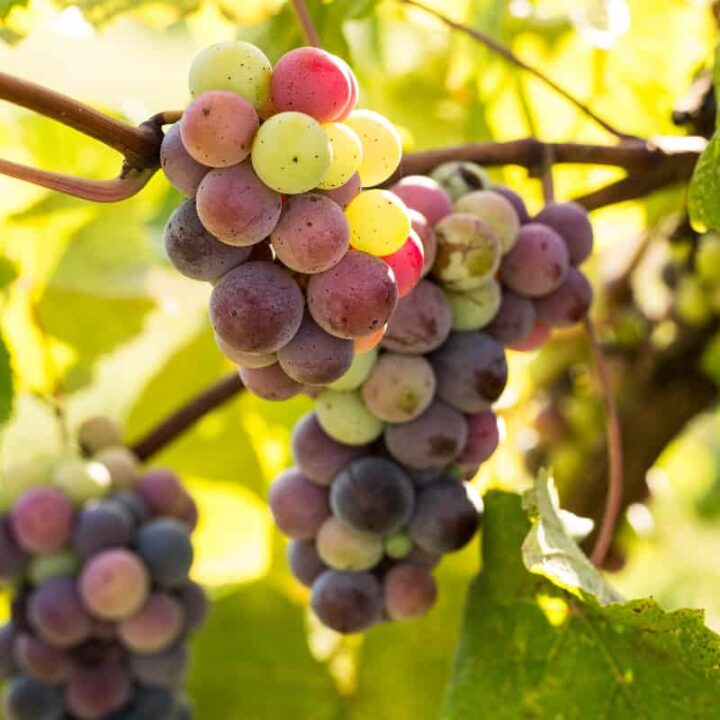 Grape - Minneopa Orchards