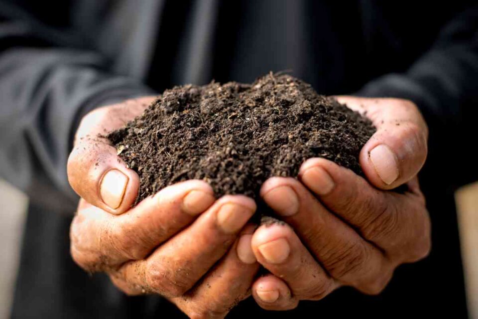 The Best Lemon Tree Soil: 10 Important Factors to Consider - Minneopa ...