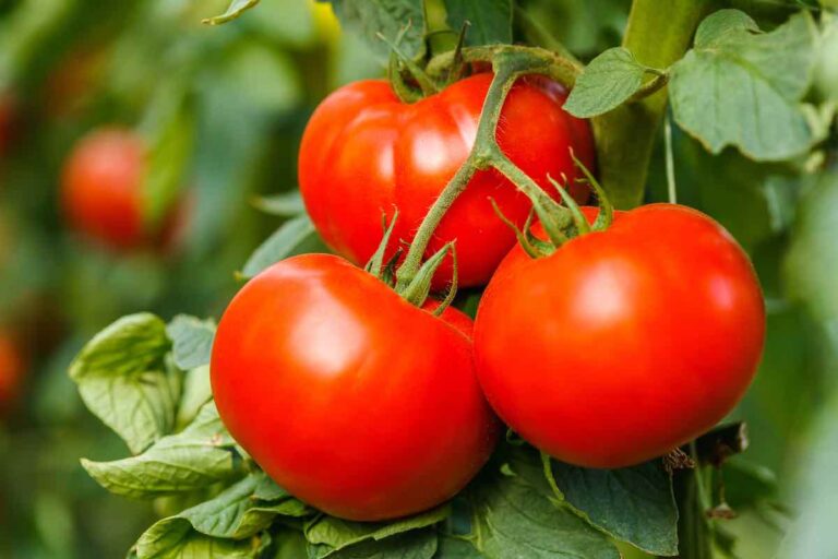 All About the Oregon Spring Tomato - Minneopa Orchards