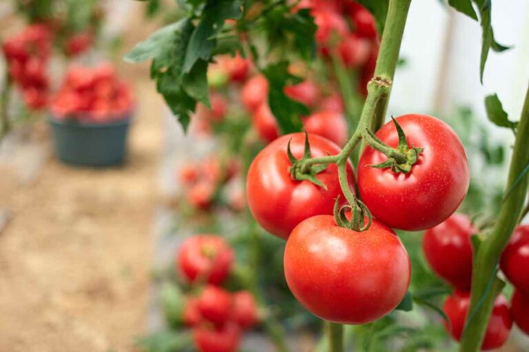 All About the Siletz Tomato - Minneopa Orchards