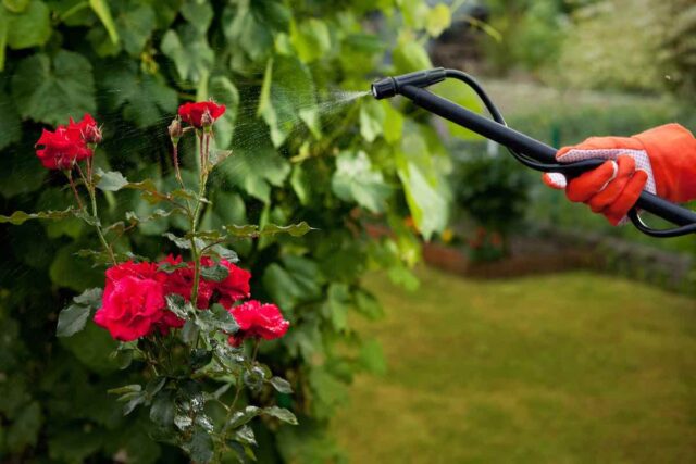 The 6 Best Rose Bush Fertilizers to Grow Amazing Roses - Minneopa Orchards