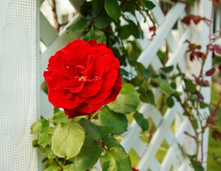 11 of the Best Rose Trellises for Your Garden - Minneopa Orchards