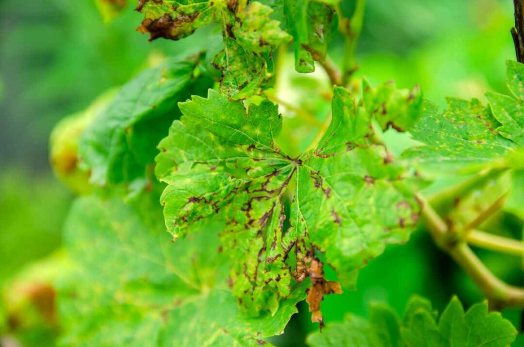 The Best Fertilizer for Grapes: Our Top 5 Choices - Minneopa Orchards