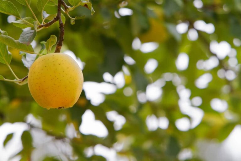 Apple Varieties: 94 Different Types of Apples - Minneopa Orchards