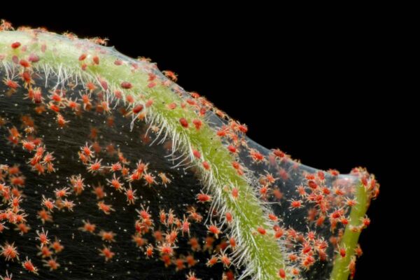 13 Apple Tree Pests: How to Get Rid of and Prevent Them on Apple Trees ...