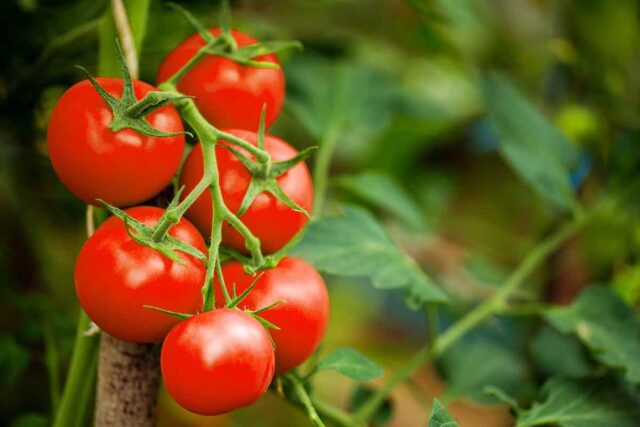 The Best Tasting Tomatoes: 7 Delicious Varieties to Grow in Your Garden ...