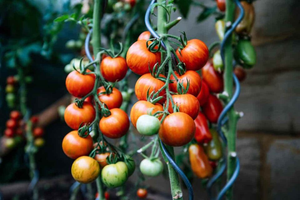 The Best Tasting Tomatoes: 7 Delicious Varieties to Grow in Your Garden ...