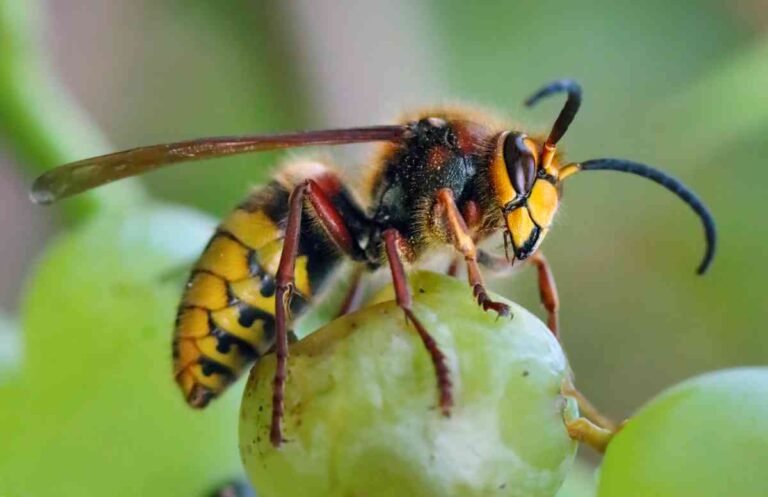 10 Worst Grape Vine Pests: How to Identify and Treat Them - Minneopa ...