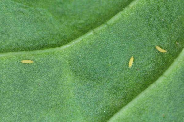 10 Worst Grape Vine Pests: How to Identify and Treat Them - Minneopa ...